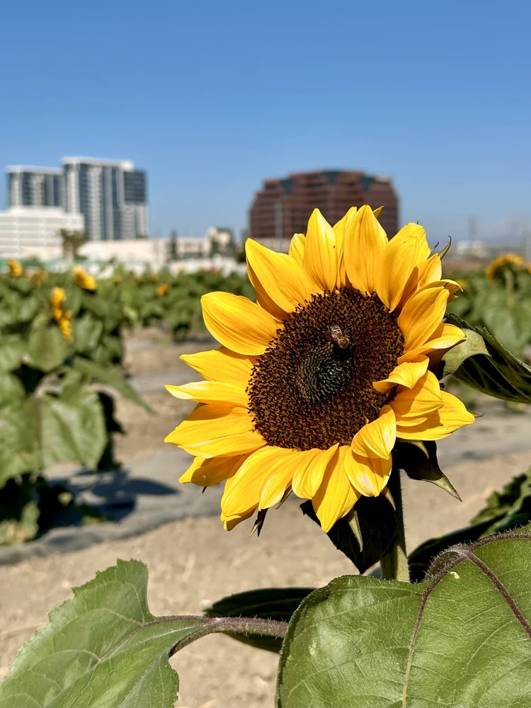 Hana Field in Costa Mesa — Tanaka Farms