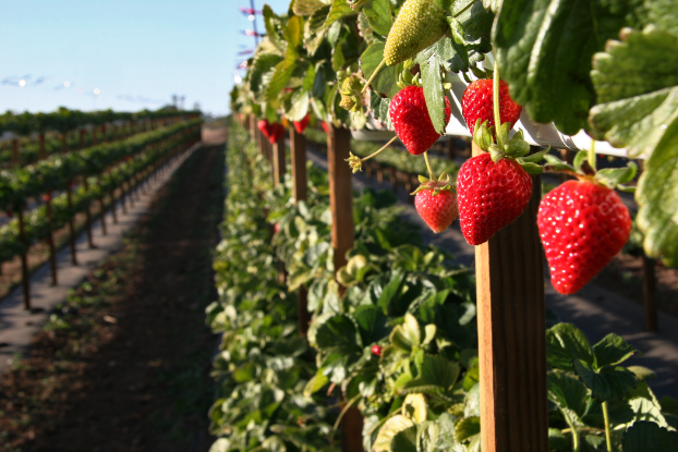 Tanaka Farms