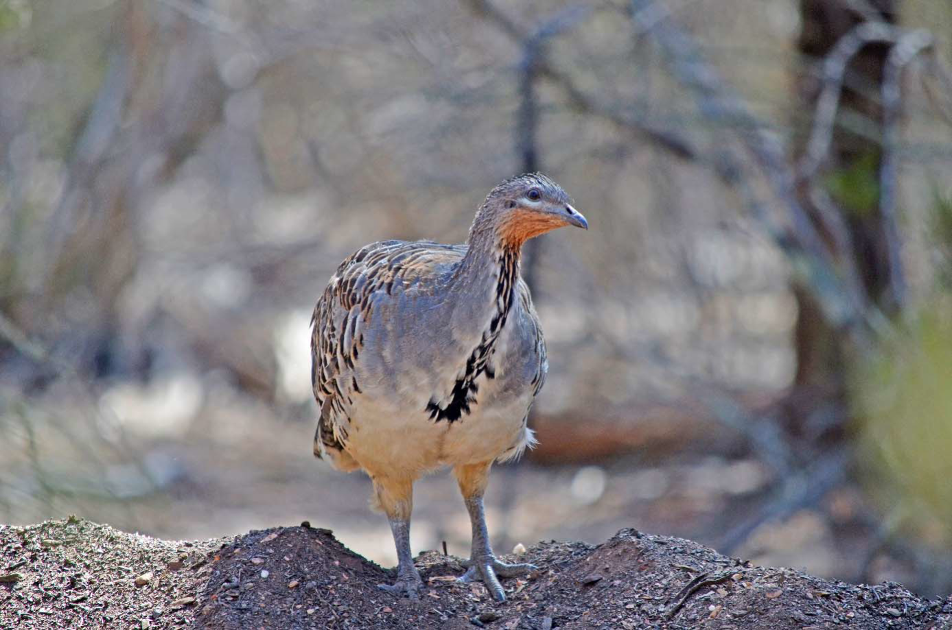 NSW Malleefowl Recovery Group