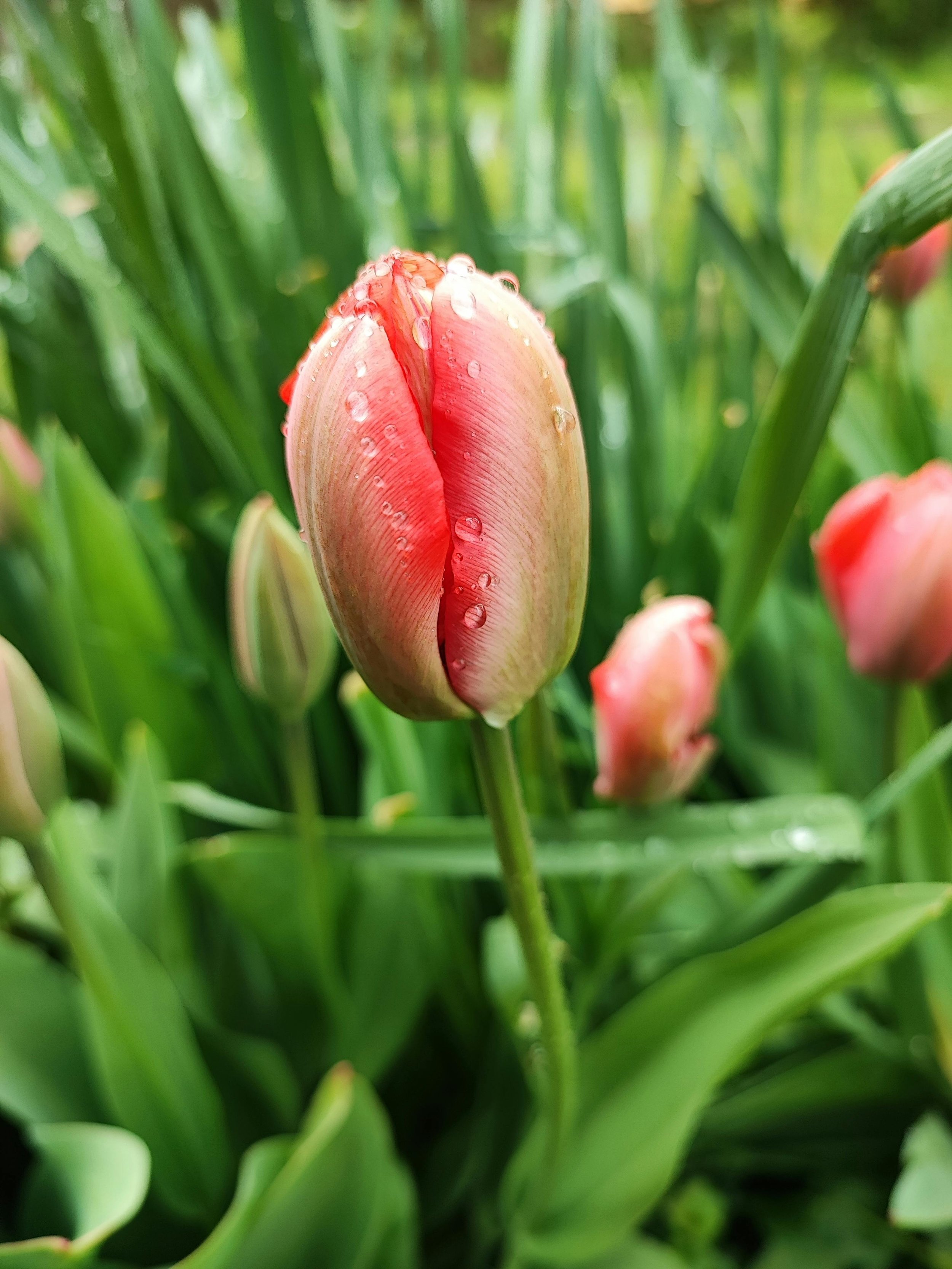 Spring Irrigation Start Up — Green Works Irrigation - Your Irrigation ...