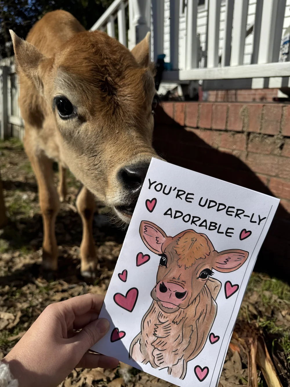 Farm Experiences — Flowertown Charm