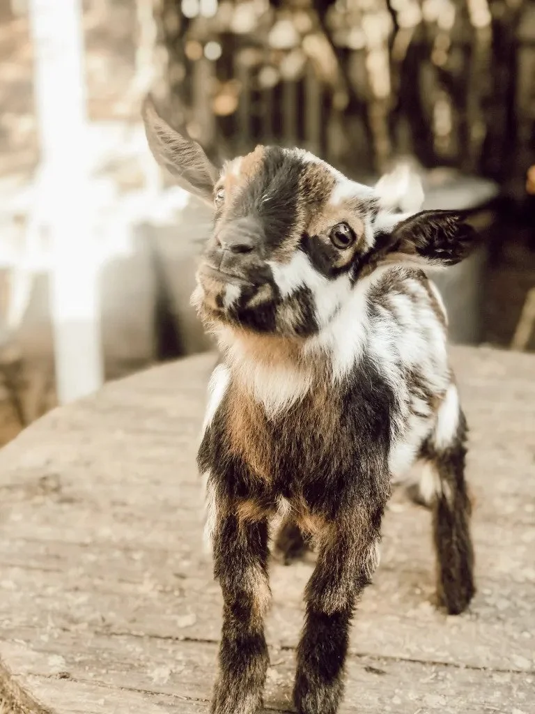 Flowertown Charm | Discover Farm Adventures Today