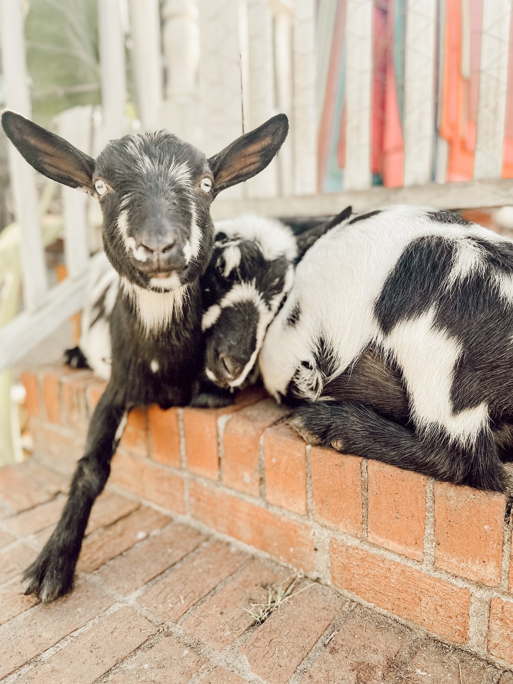Farm Experiences — Flowertown Charm