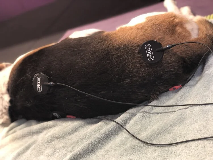 Physical Therapy — Touch Animal Rehabilitation