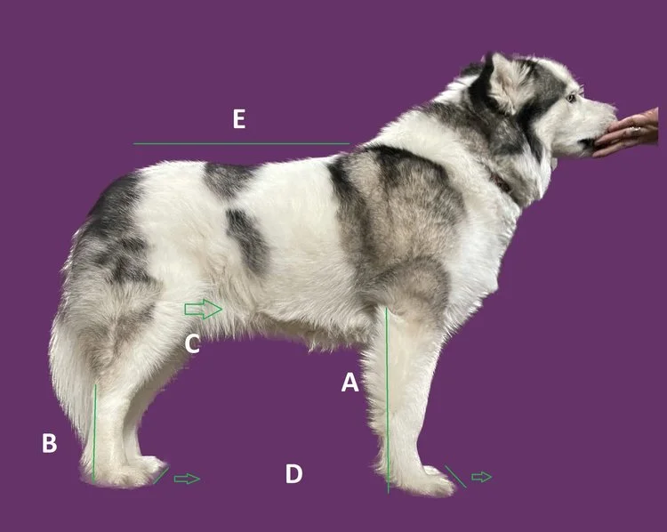 WHAT IS GOOD FORM, AND WHY IS IT IMPORTANT? — Touch Animal Rehabilitation