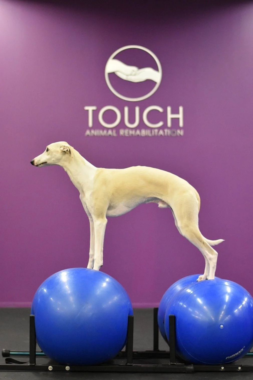 About Us — Touch Animal Rehabilitation