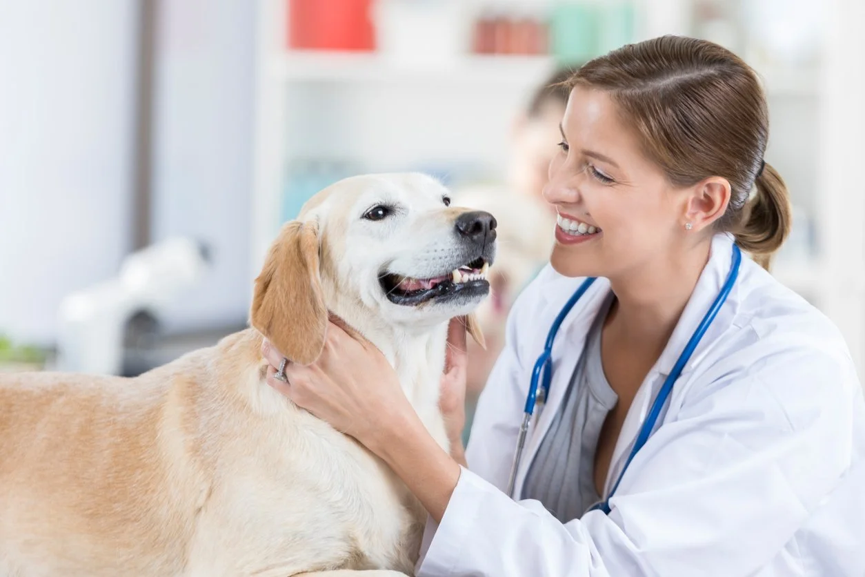 About Us — Board of Chief Veterinary Medical Officers