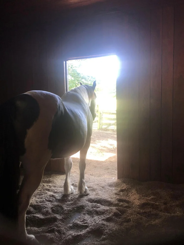Longwood Stables: Horse Boarding near Charlottesville, VA - Horse ...