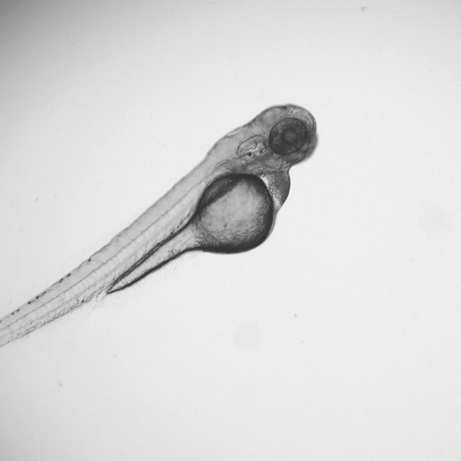 Publications — The Madigan Lab