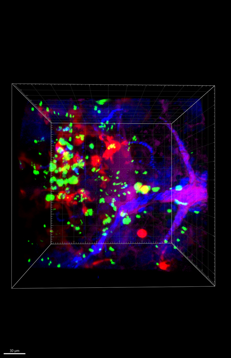 Publications — The Madigan Lab