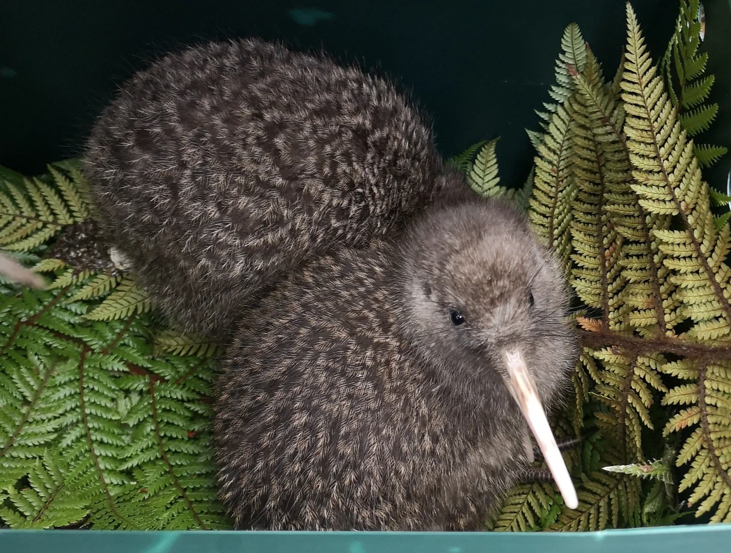 Roroa/Great spotted kiwi — Paparoa Wildlife Trust – West Coast, New Zealand