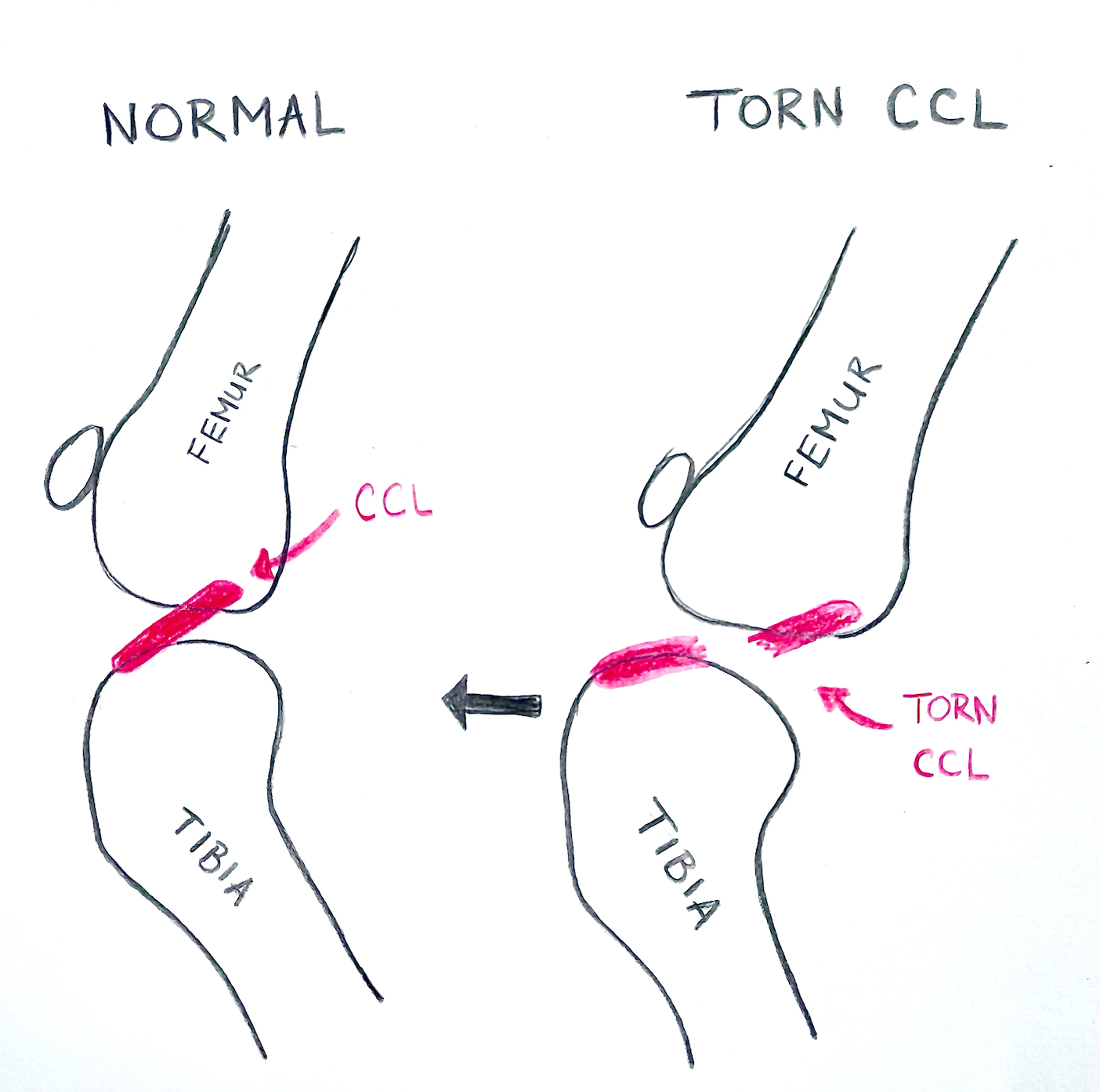 Exploring Non-Surgical Solutions: How Stifle Orthotics Can Treat CCL ...