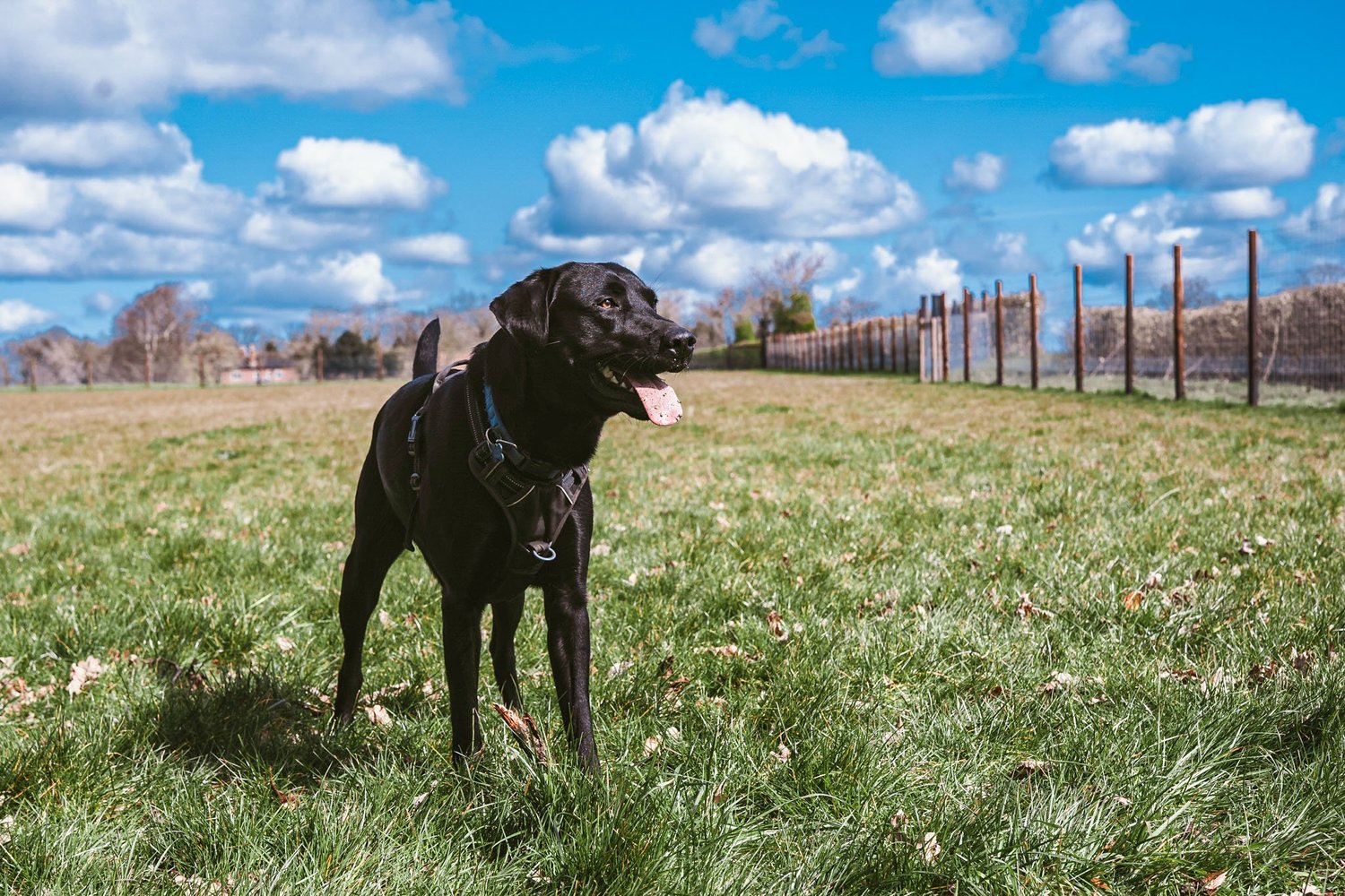 Wagdale: Secure Dog Field for Hire | Barnham Broom | Norfolk