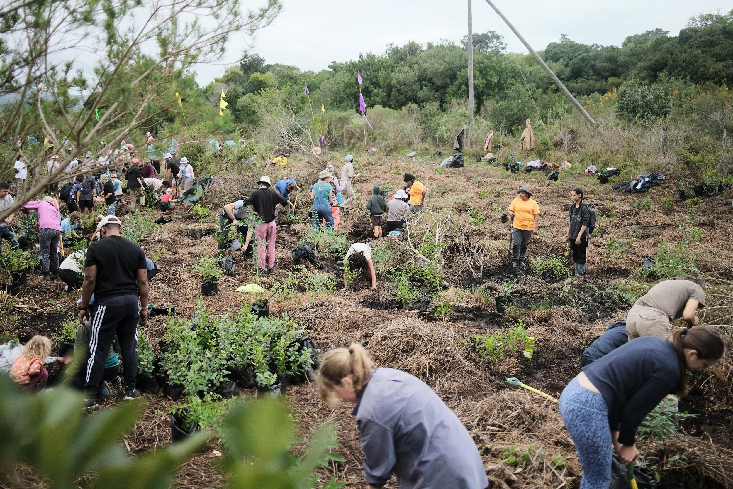 Restoration Project — Bodhi Khaya