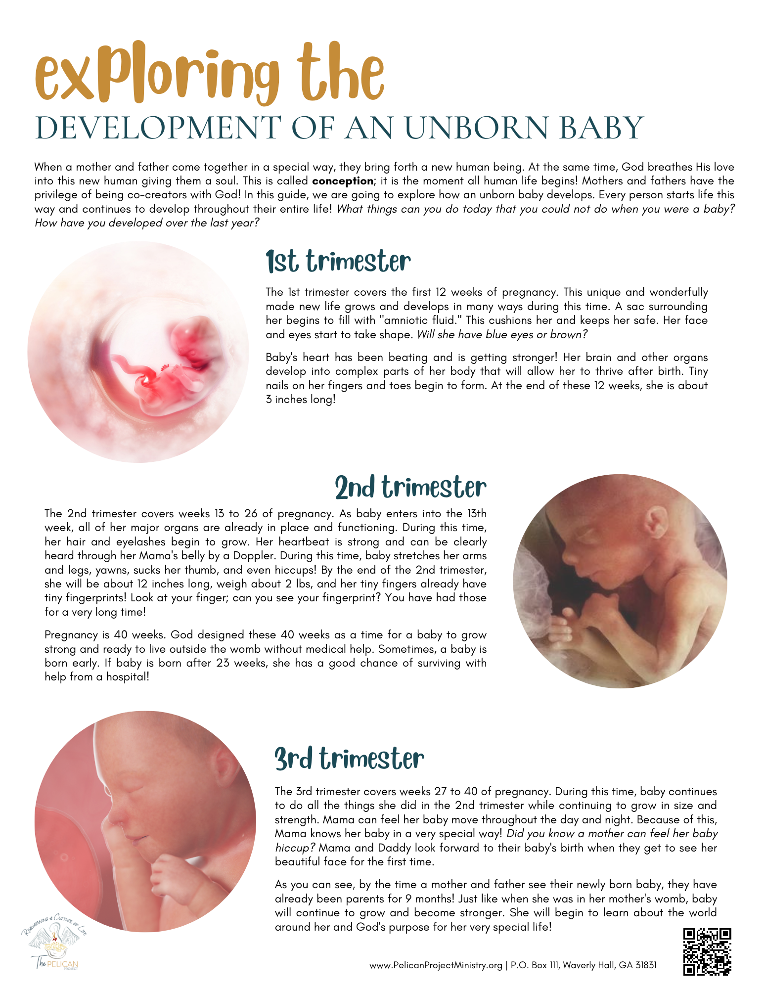 Exploring the Development of Unborn Baby — The Pelican Project