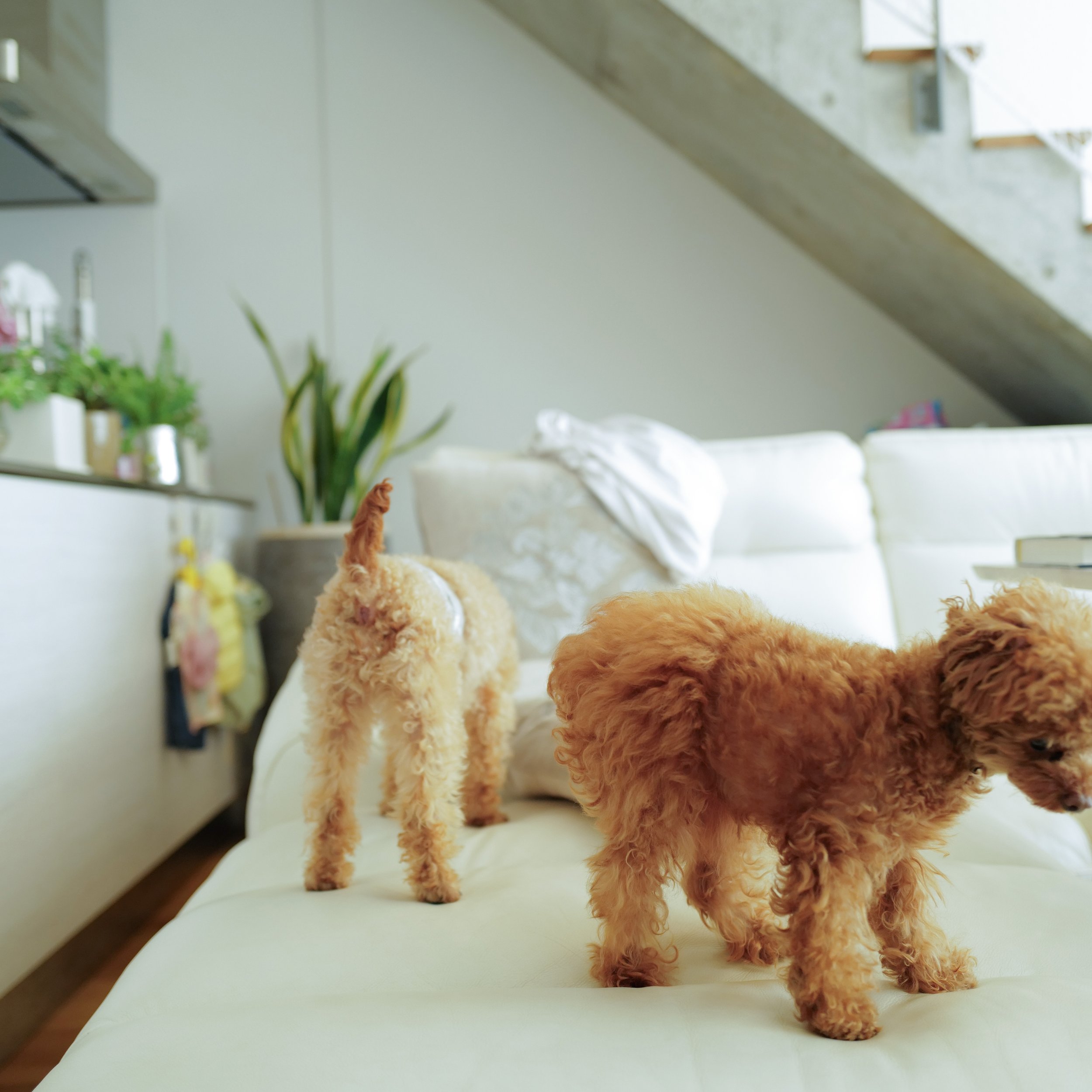 預かりボランティアを始めて3ヶ月 — Cuddle magazine