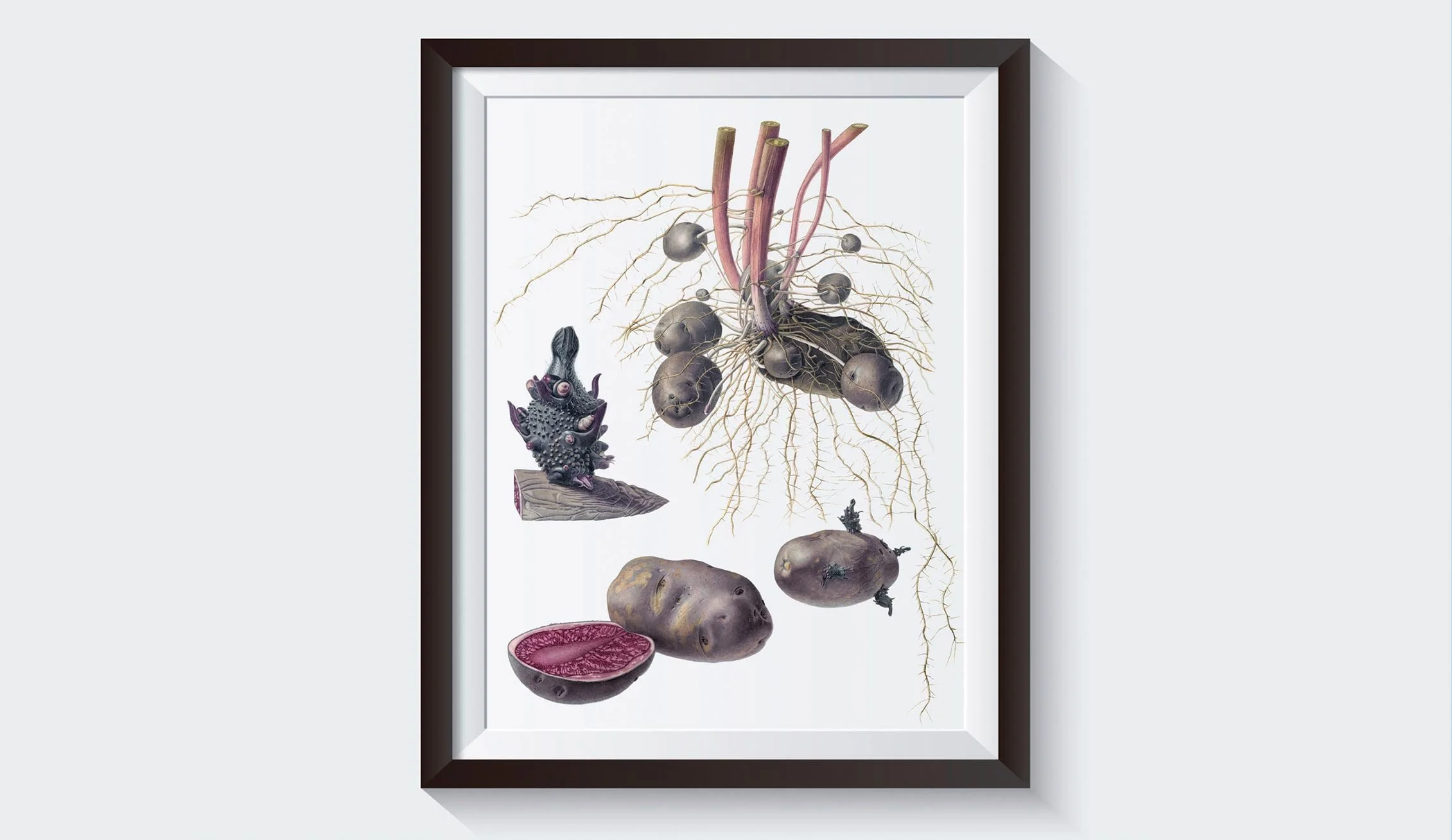 Wissenschaftliches Aquarell der Kartoffelsorte Blauer Schwede ...