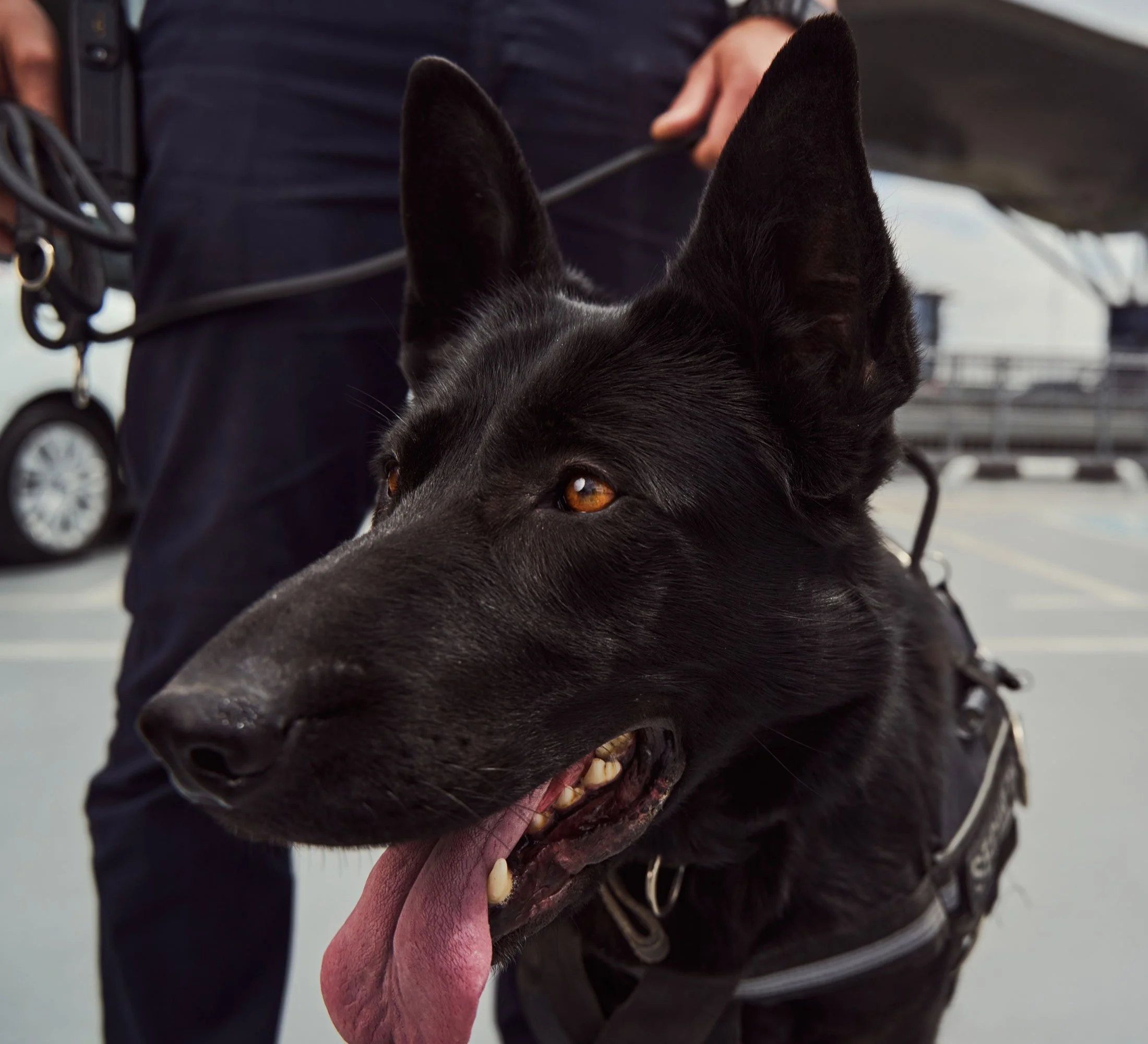 Other Detection Dog (ODD) — AWDA