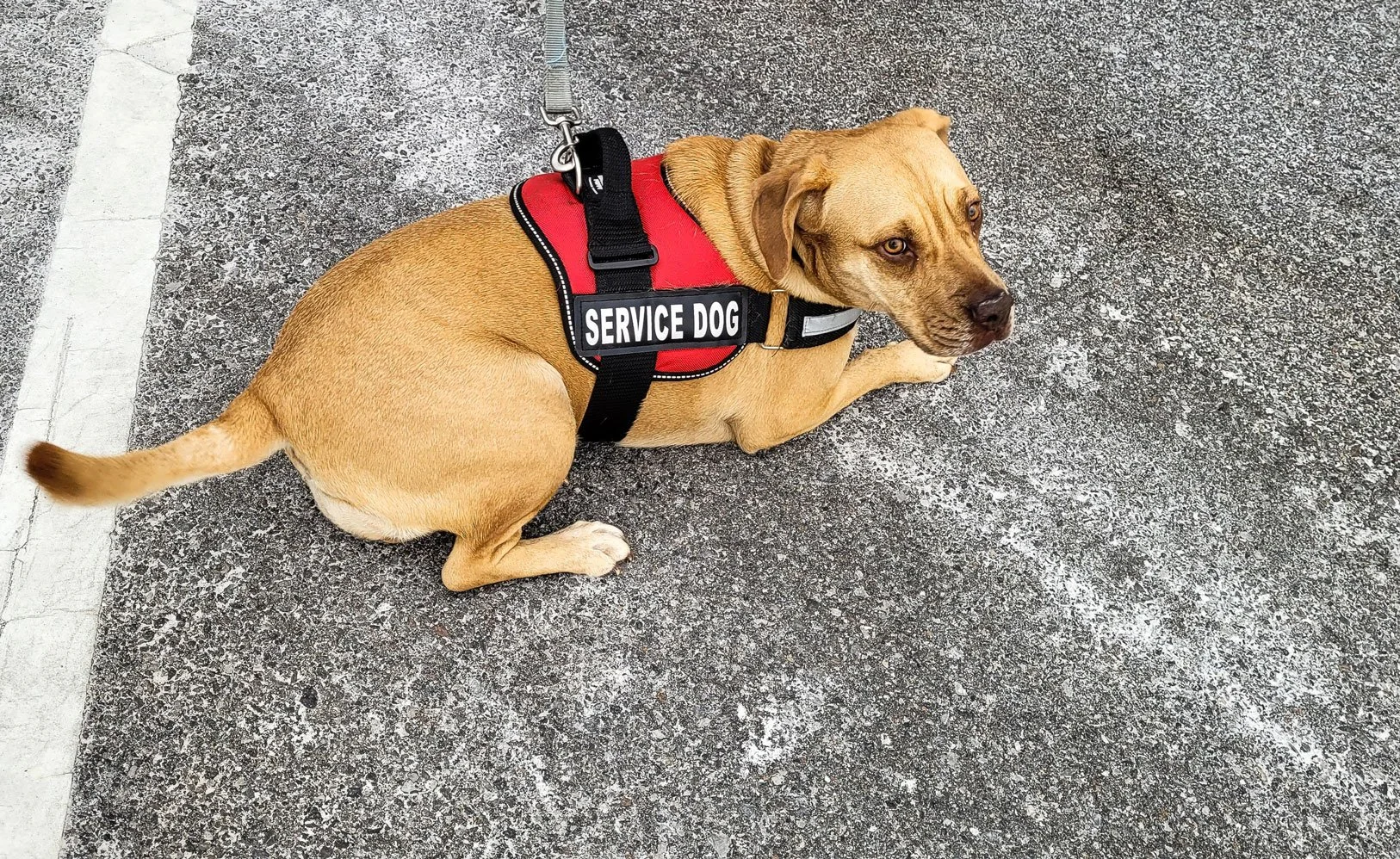 Service Dog Program (SD) — AWDA