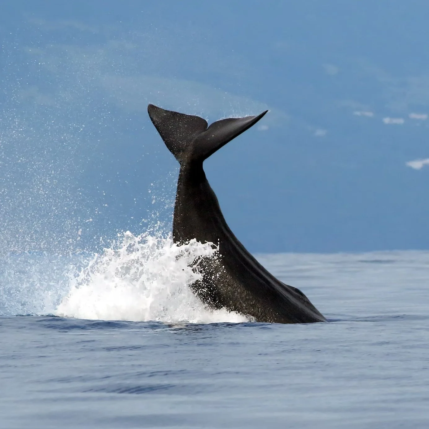 Protecting Whales — Oceans Forward