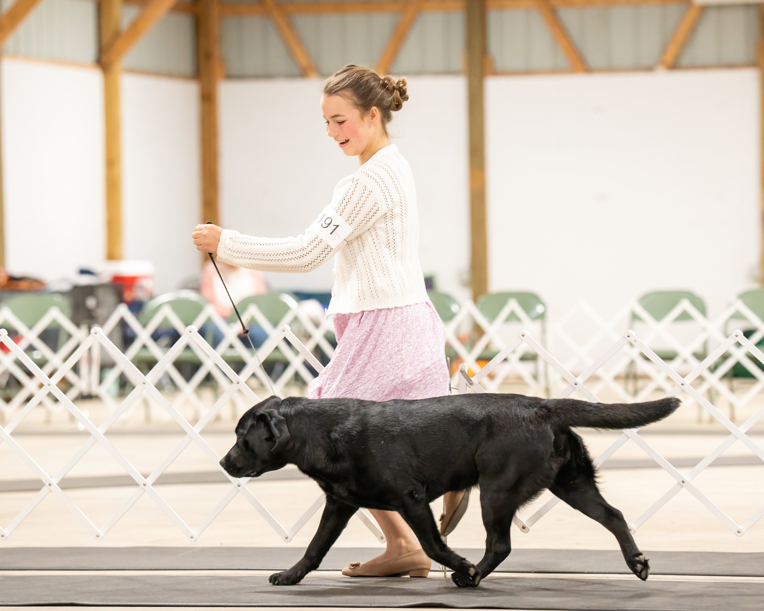 Upcoming Labrador retriever puppies for sale Minnesota — River Haven ...