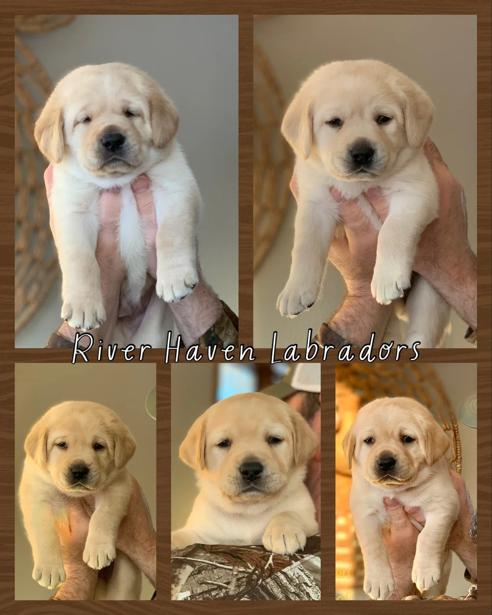 Labrador Retriever Puppies for sale Minnesota — River Haven Labrador ...