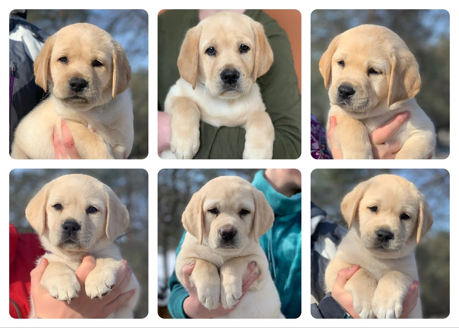 Labrador Retriever Puppies for sale Minnesota — River Haven Labrador ...