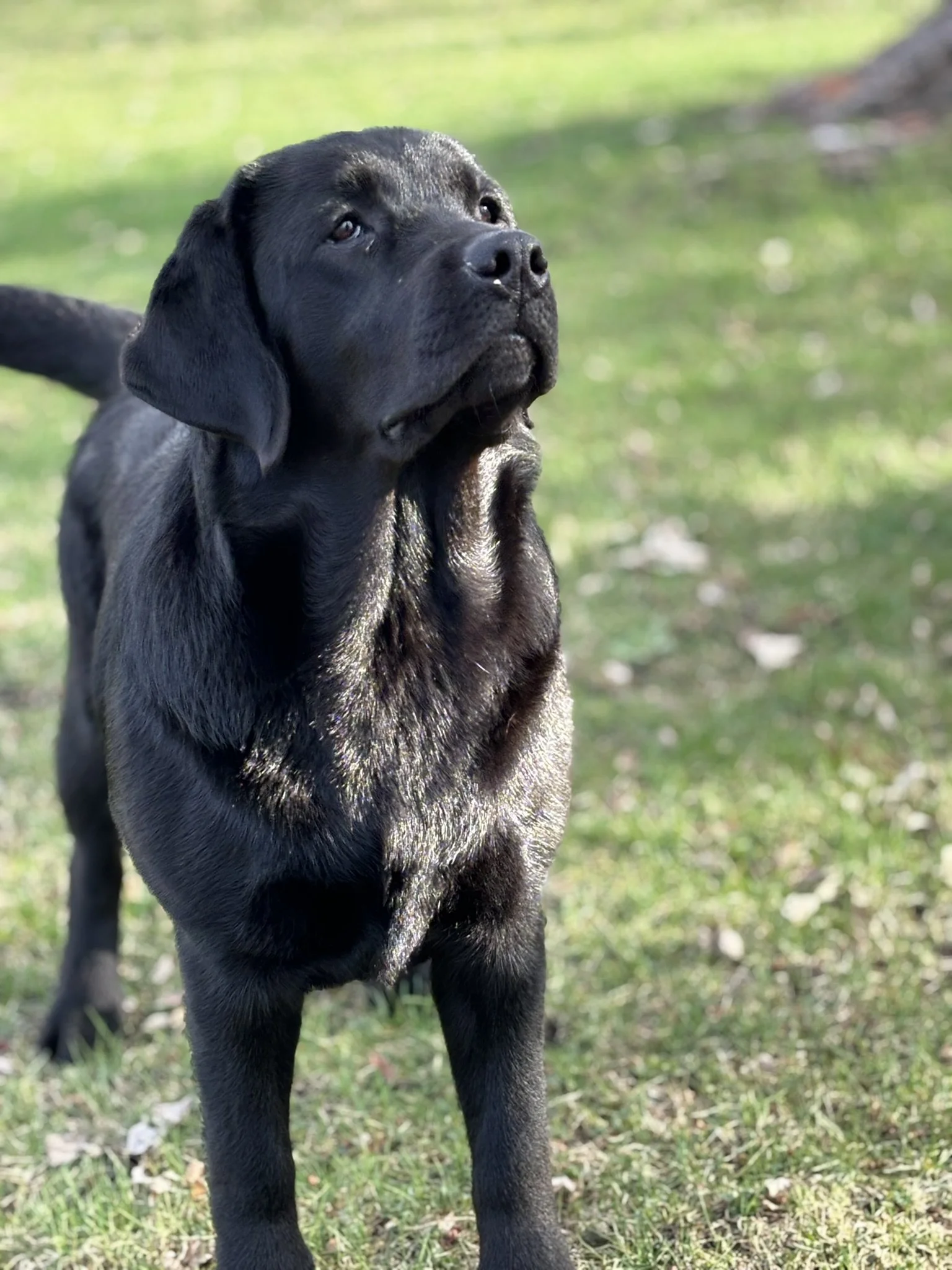 Upcoming Labrador retriever puppies for sale Minnesota — River Haven ...
