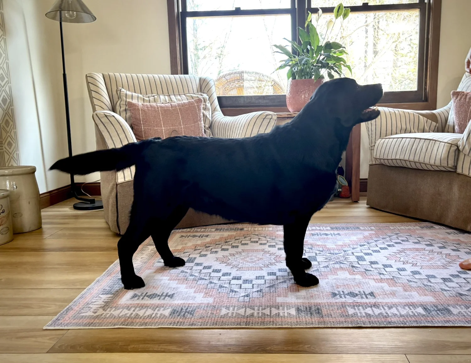 Upcoming Labrador retriever puppies for sale Minnesota — River Haven ...