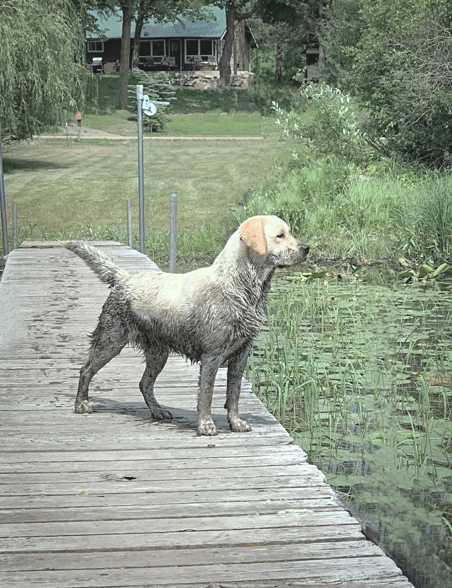Upcoming Labrador retriever puppies for sale Minnesota — River Haven ...