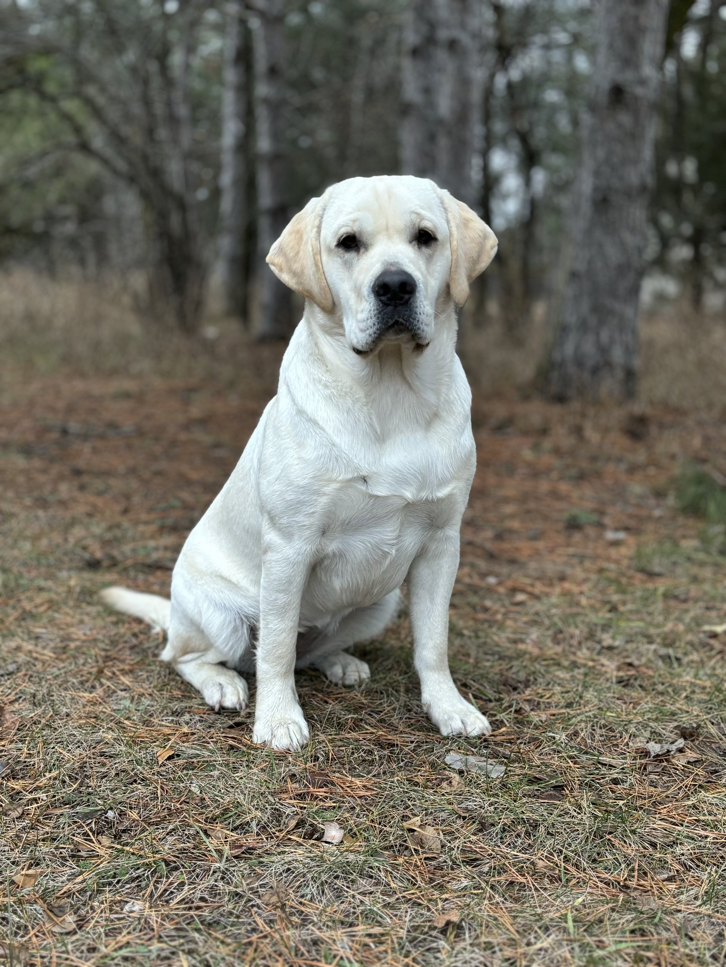Gallery 1 — River Haven Labrador Retrievers of Minnesota labrador ...