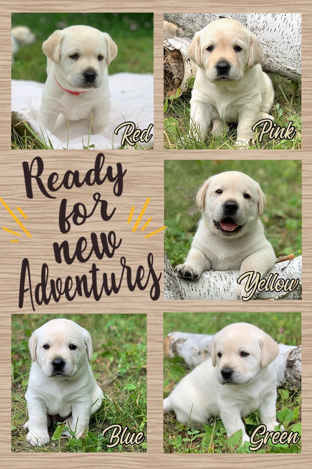 Labrador Retriever Puppies for sale Minnesota — River Haven Labrador ...