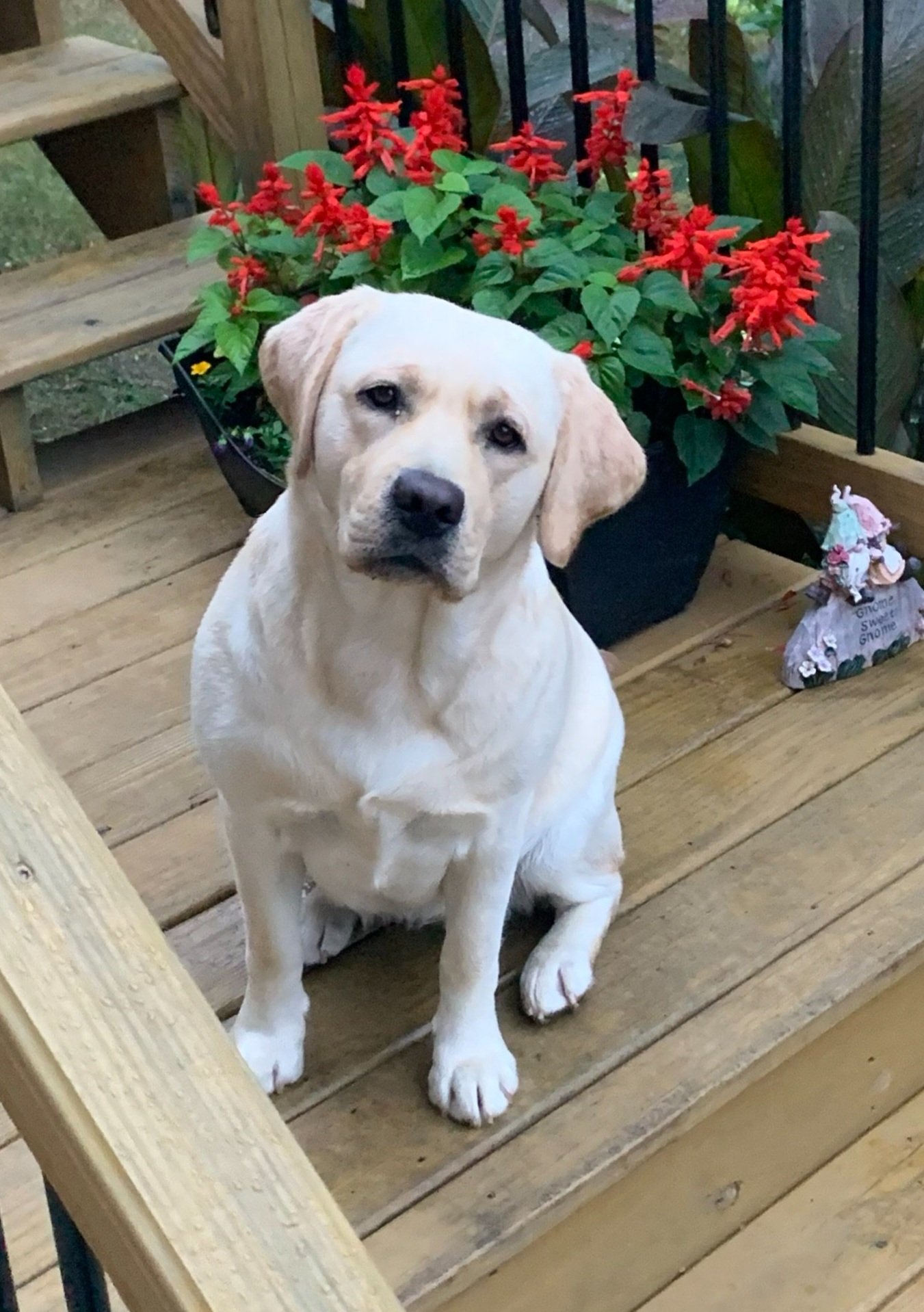 Upcoming Labrador retriever puppies for sale Minnesota — River Haven ...