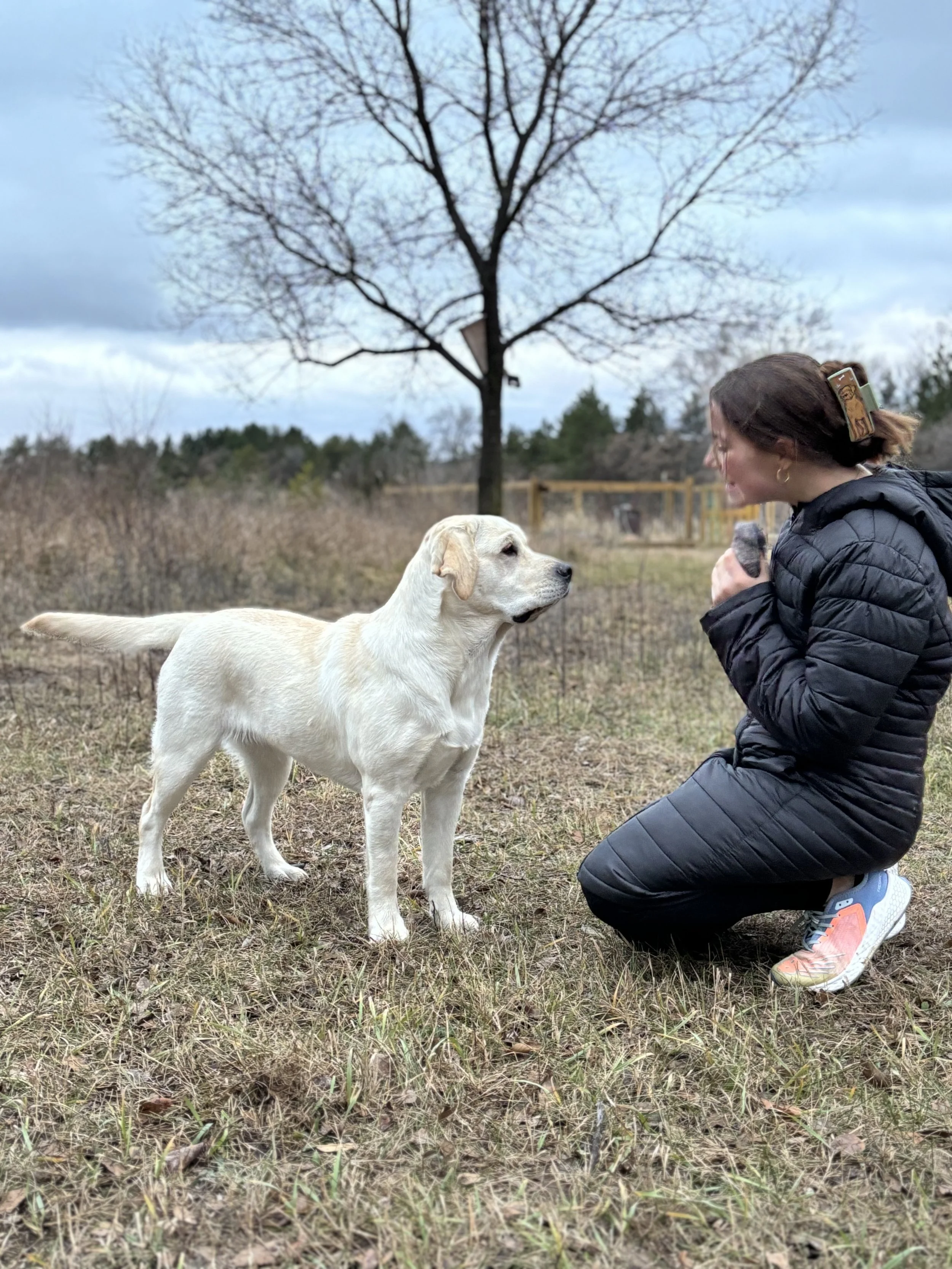 Gallery 1 — River Haven Labrador Retrievers of Minnesota labrador ...