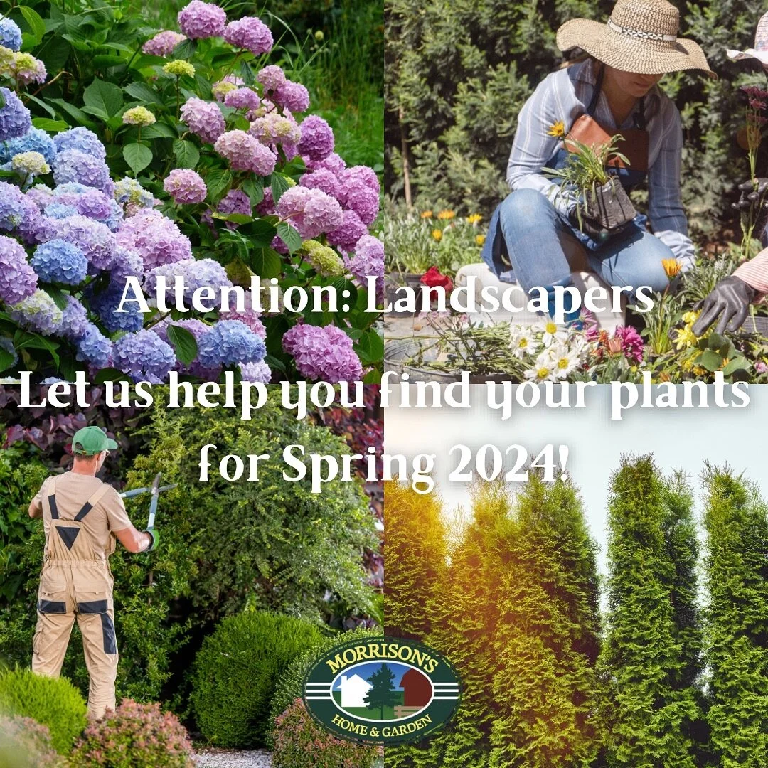 Morrison's Home & Garden