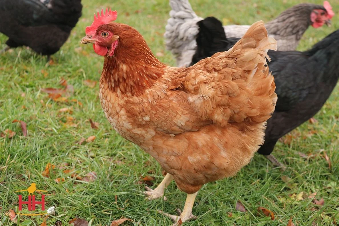 Morrison's Home & Garden