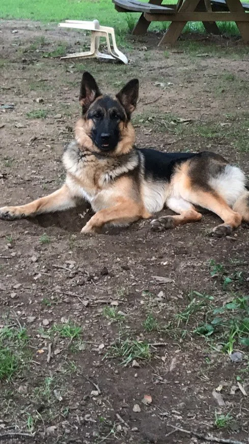 Gallery 1 — Mt Washington Animal Clinic