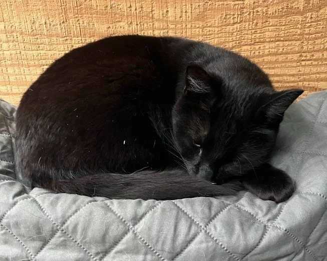 Gallery 1 — Mt Washington Animal Clinic