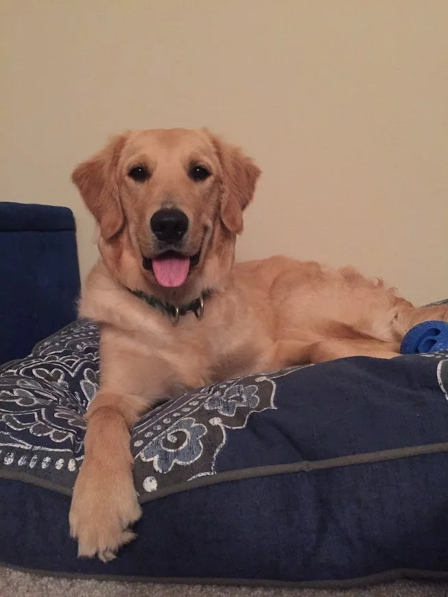 Gallery 1 — Mt Washington Animal Clinic