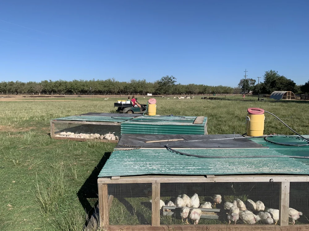 About — Sullivan Farms Pastured Poultry