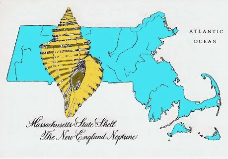 The Boston Malacological Club