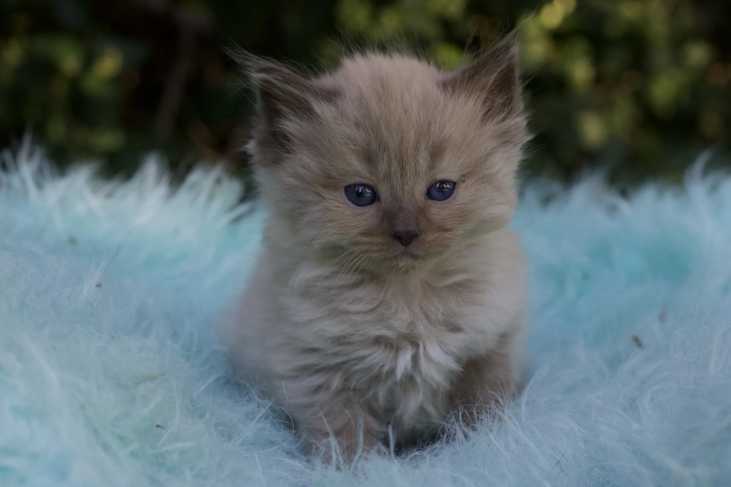 CONTACT — DAWN'S DARLING RAGDOLLS