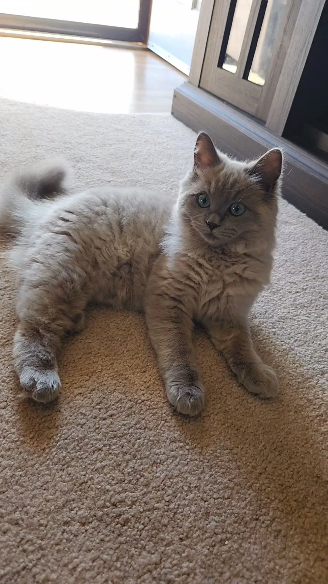 CONTACT — DAWN'S DARLING RAGDOLLS