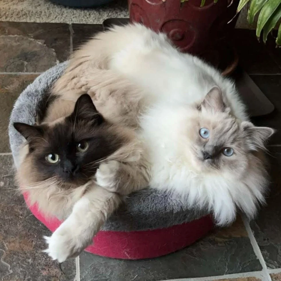 Ragdoll kittens, TICA registered, tradionals, mink, seal, blue, solids ...