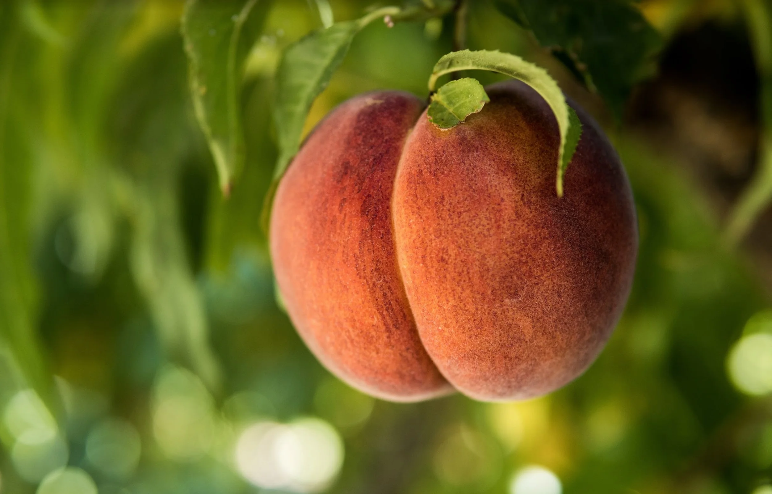 Verhey's Peaches | Royal City, WA