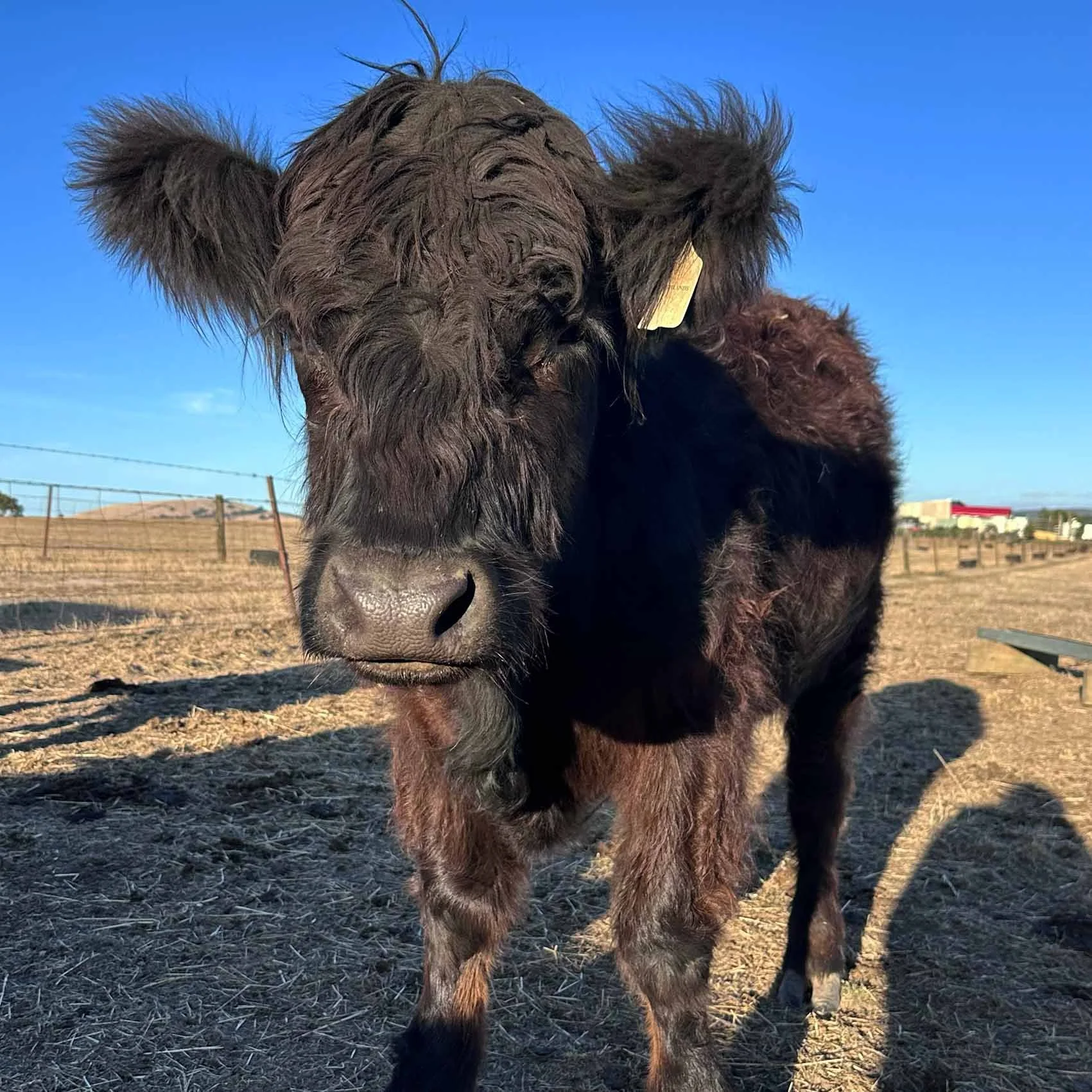 Highland Cattle for Sale Victoria | Hayes Girl Highlands — HAYES GIRL ...