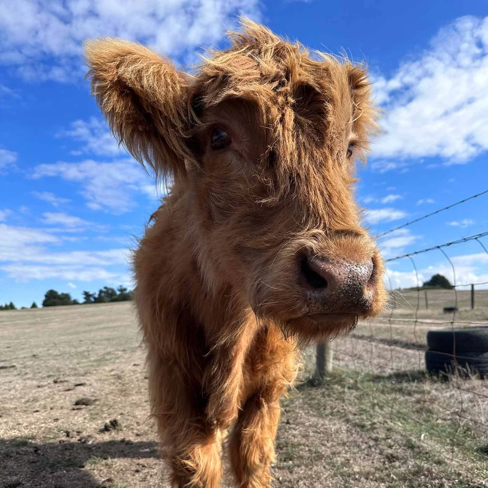 Highland Cattle for Sale Victoria | Hayes Girl Highlands — HAYES GIRL ...