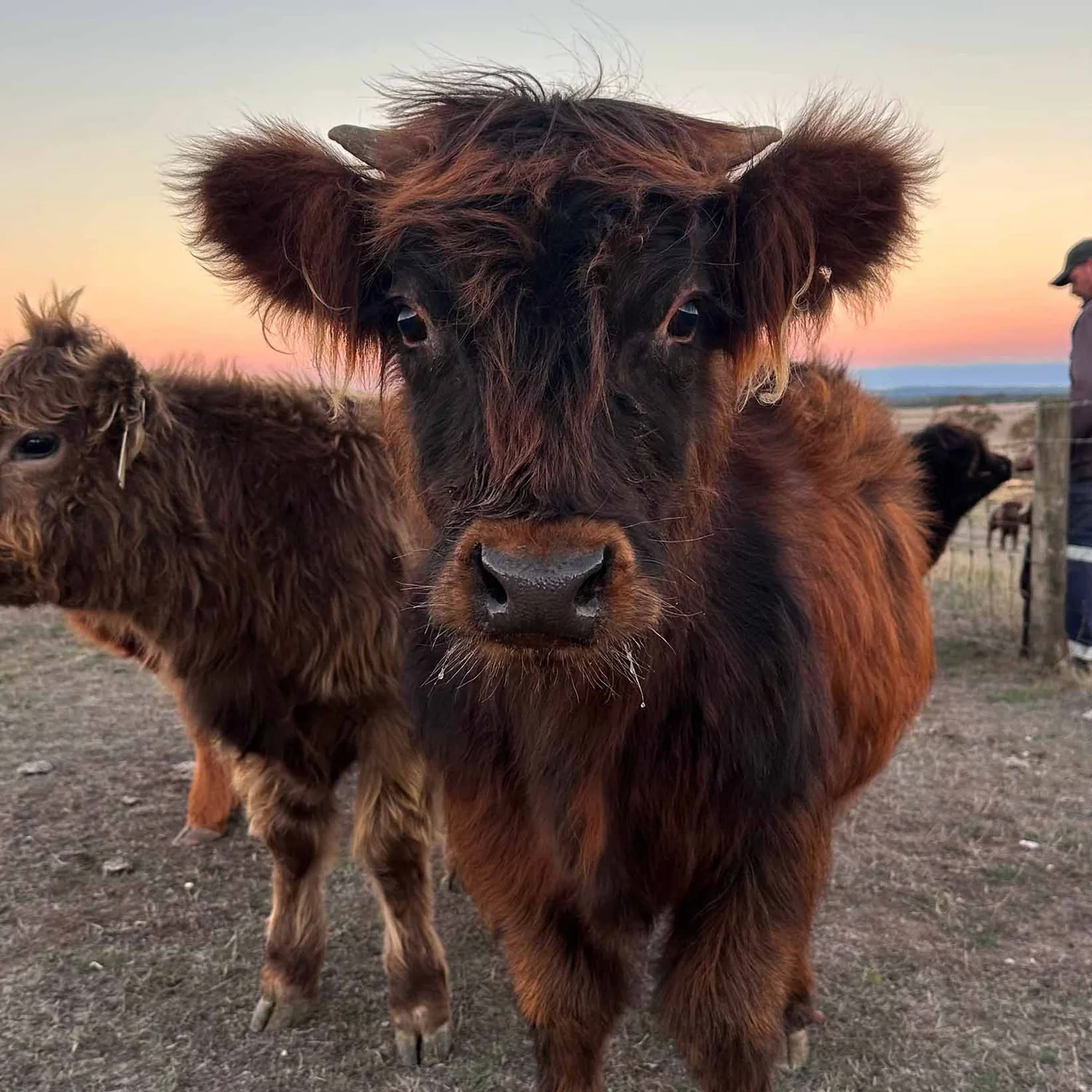 Highland Cattle for Sale Victoria | Hayes Girl Highlands — HAYES GIRL ...
