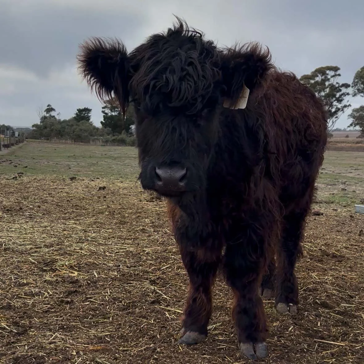 Highland Cattle for Sale Victoria | Hayes Girl Highlands — HAYES GIRL ...
