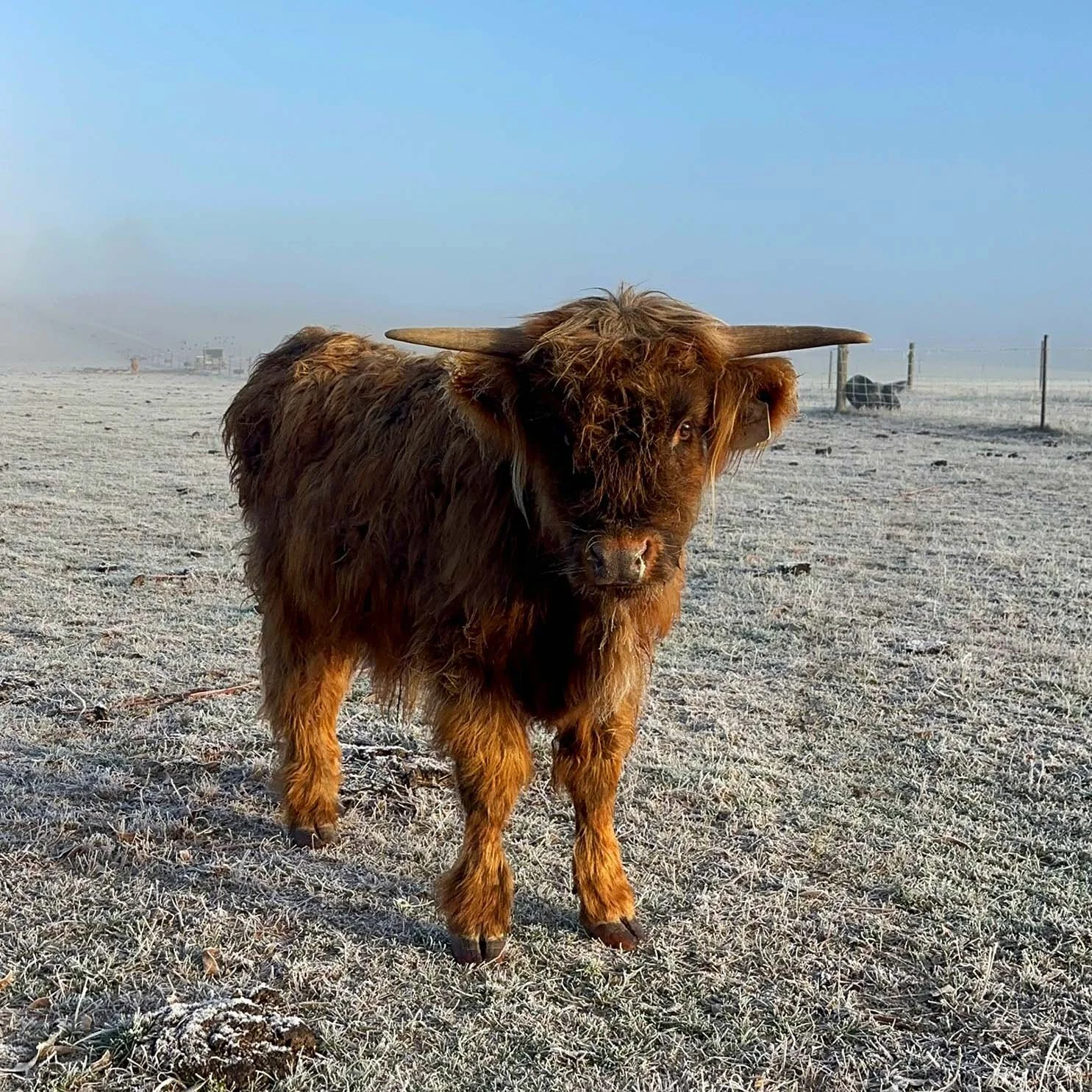 Highland Cattle for Sale Victoria | Hayes Girl Highlands — HAYES GIRL ...